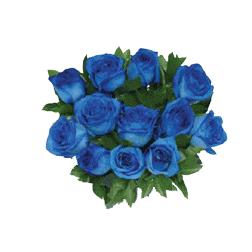 blueroses